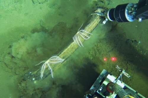 Scientists discover a deep whale graveyard that is teeming with life ...