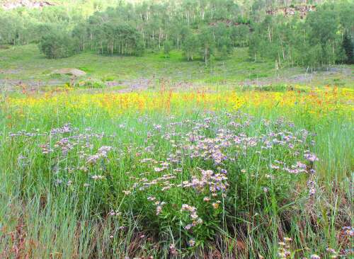 Wildflower season offers scenic hikes - The Durango Herald