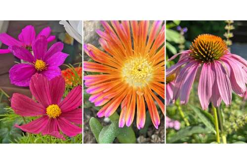 Flower gardens endure hot, dry summers better if you choose these ...