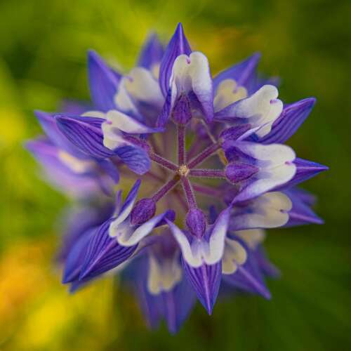 Studio & hosts opening reception for Lisa Mackey - The Durango Herald