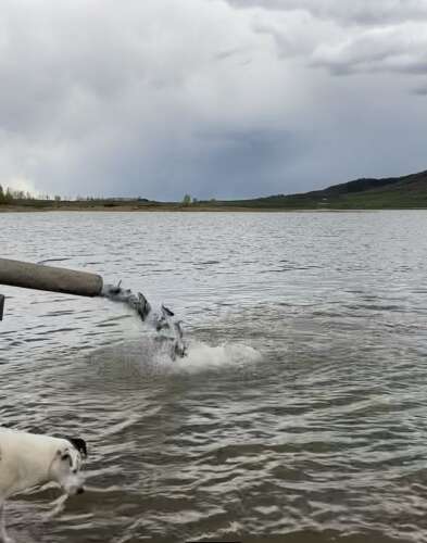 Groundhog Lake stocked with fish for the summer season - The Journal