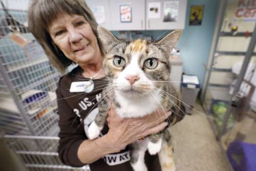 Missing Kansas cat found near Durango headed home after 3 years - The ...