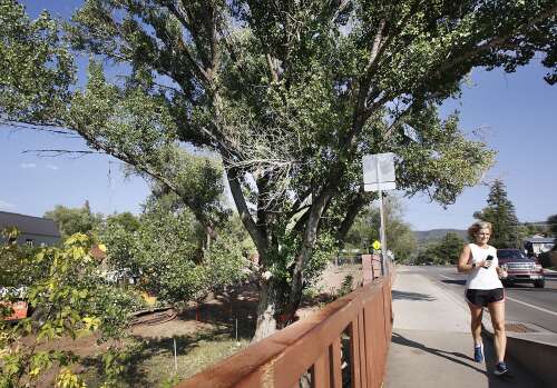 Cottonwood tree in north Durango to be removed as part of river trail ...