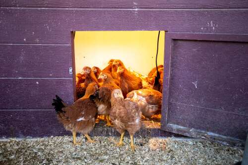 From avian flu to zoning permits, here’s what you need to know about ...