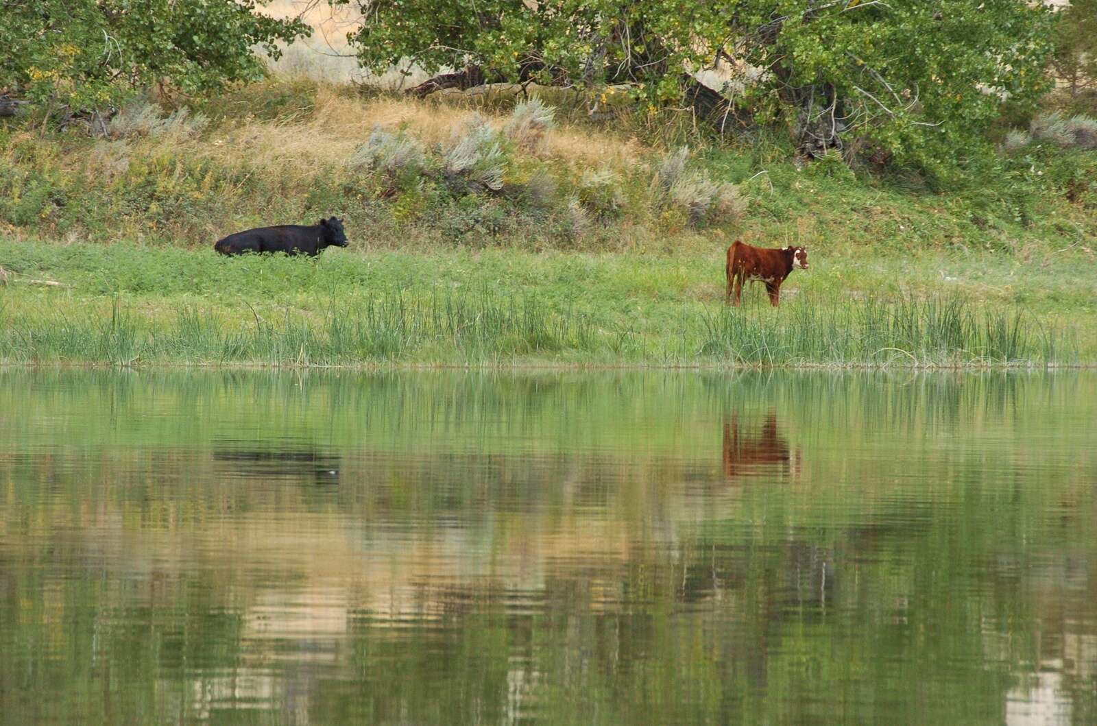 Trump administration cancels rule that made conservation a ‘use’ of ...