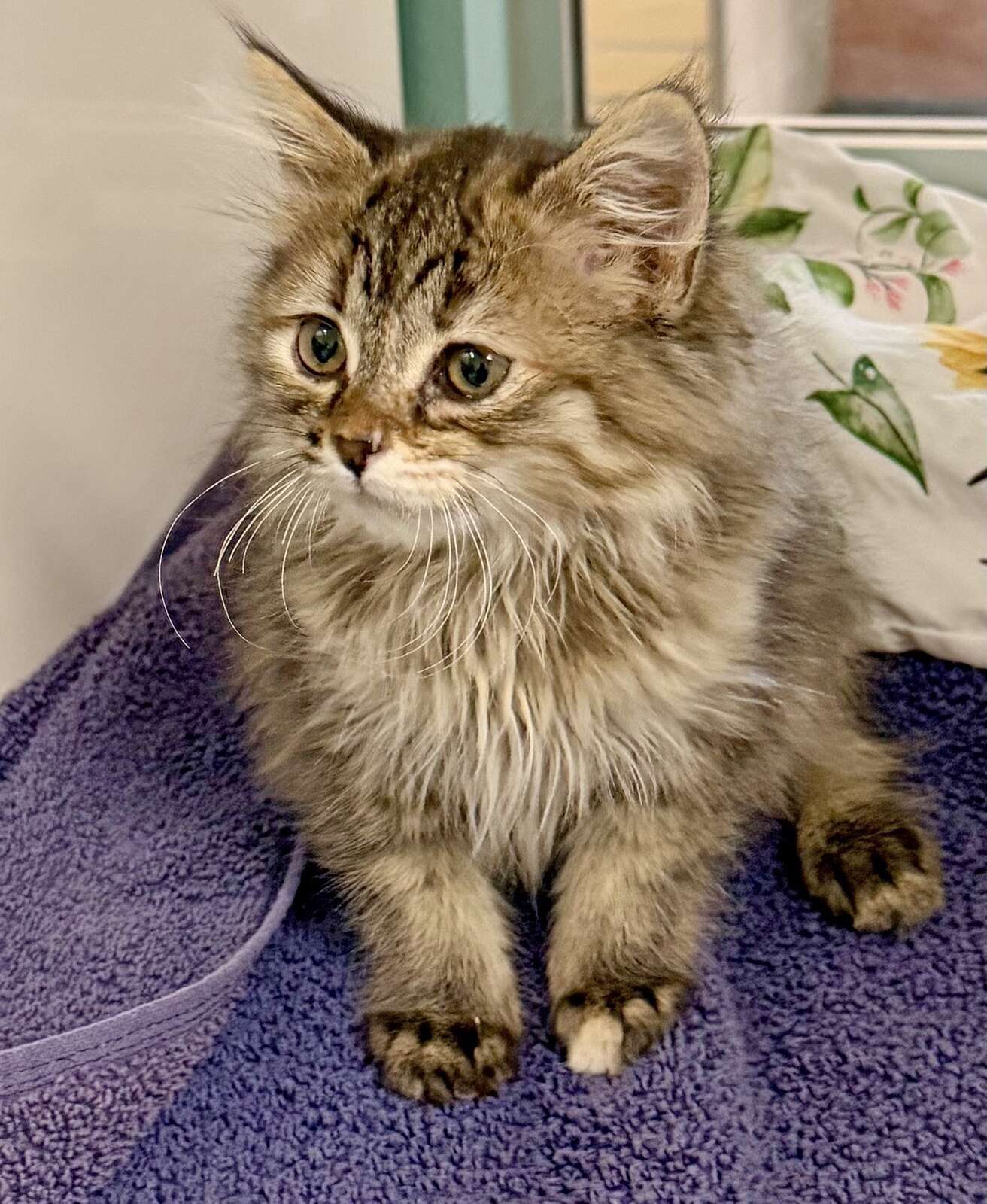 Community cat program available locally - The Tri-City Record