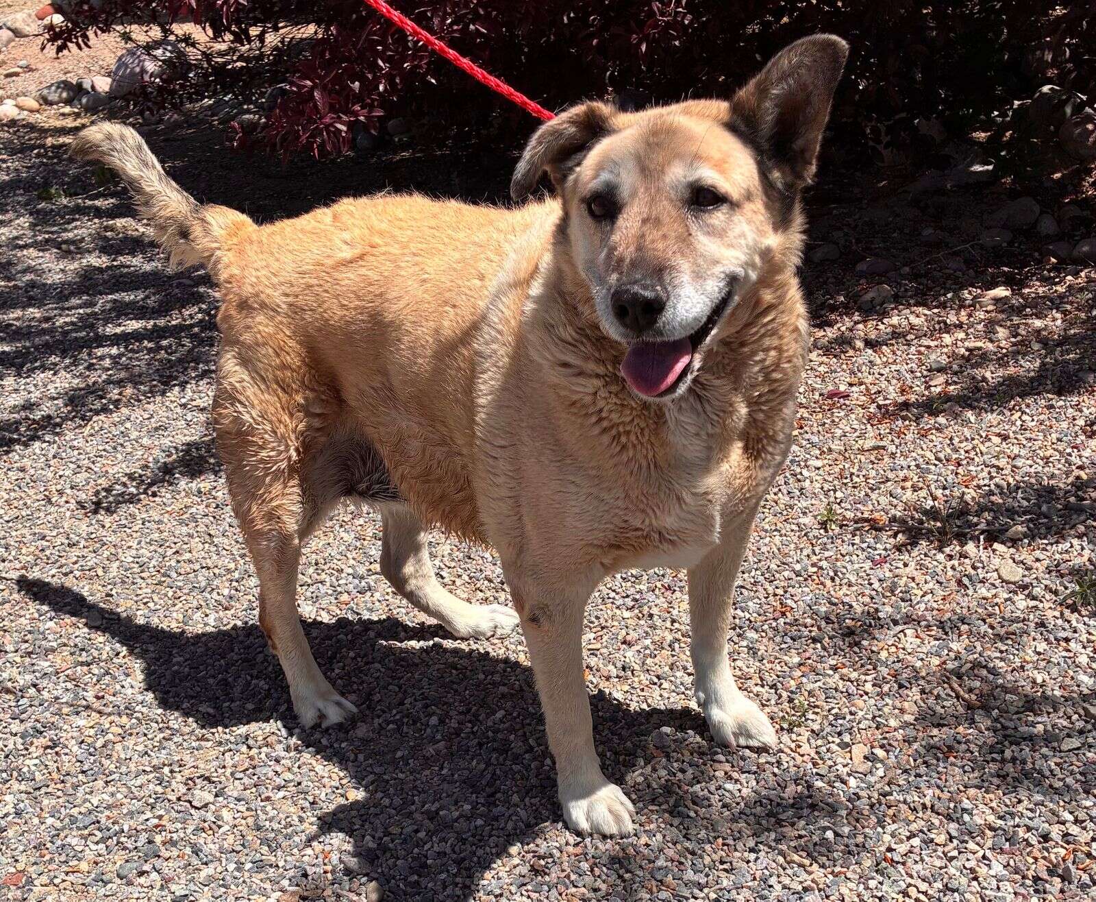 Pets impact mental health - The Tri-City Record