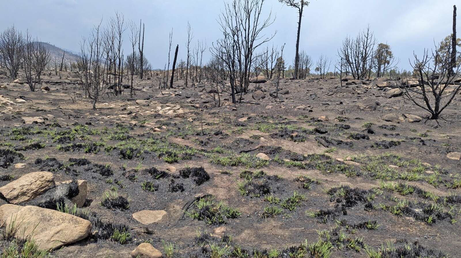 New Mexico has unusually active start to wildfire season - The Tri-City ...